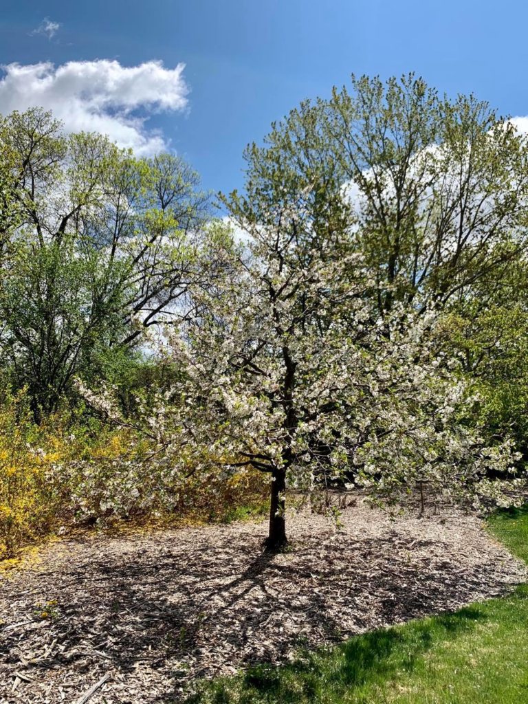 Applewood - Ruth Mott Foundation