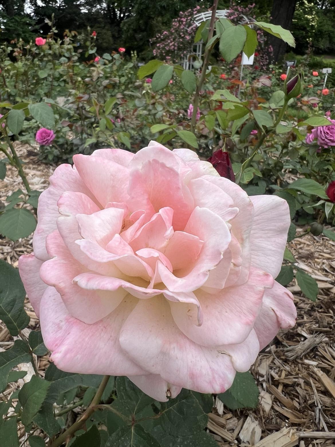 Applewood - Ruth Mott Foundation