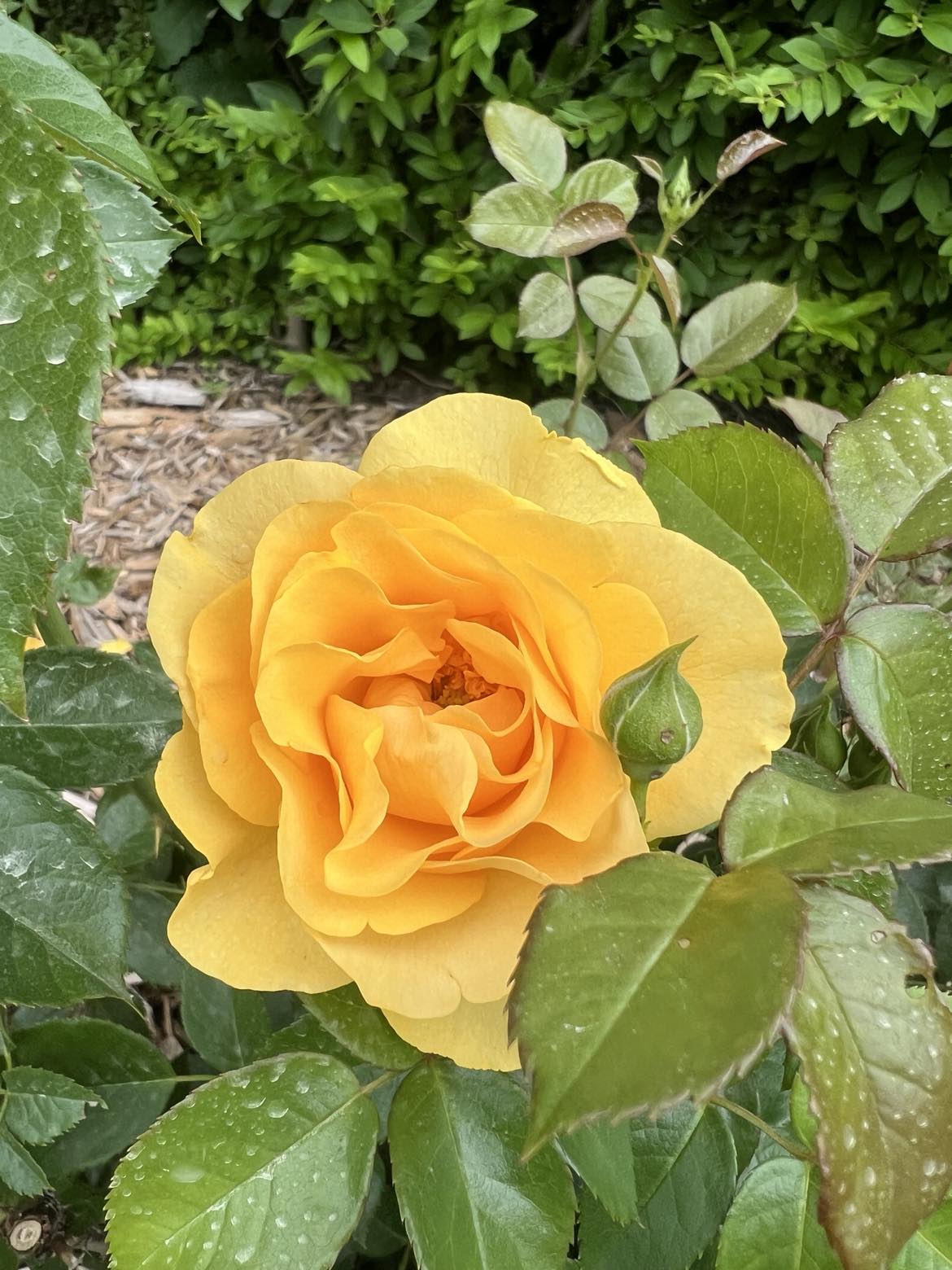 Applewood - Ruth Mott Foundation