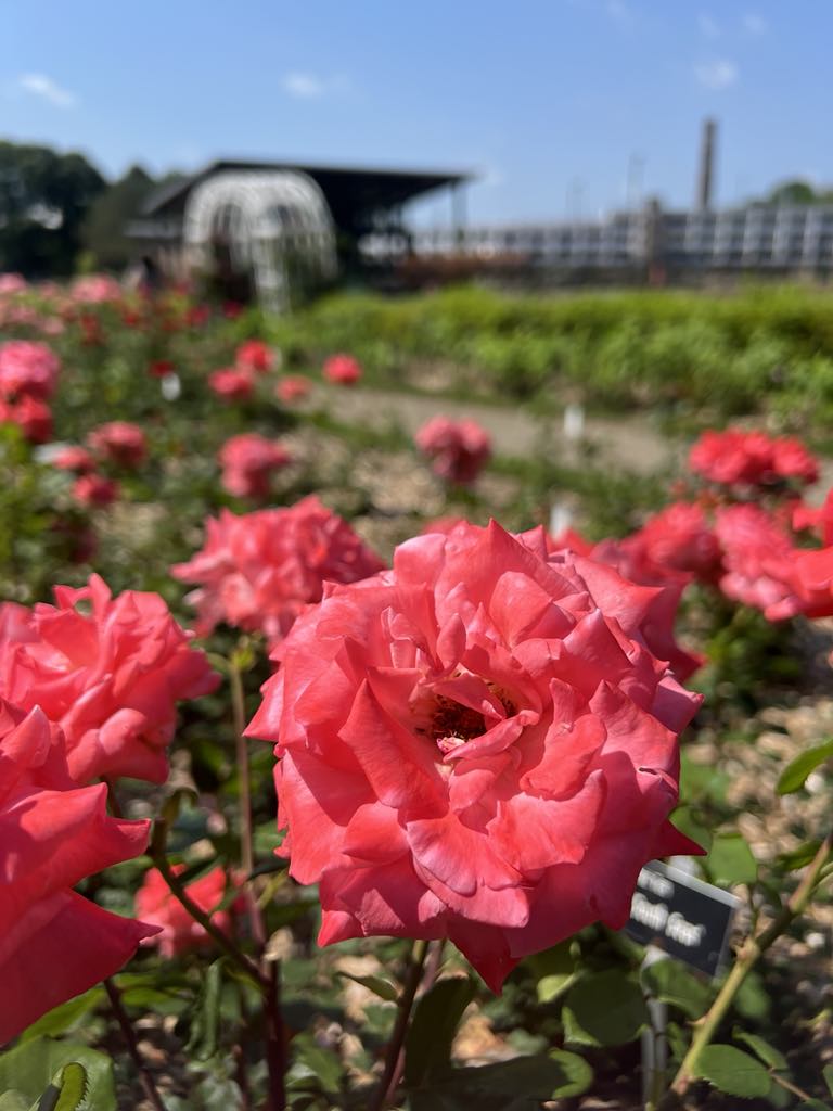 Applewood - Ruth Mott Foundation